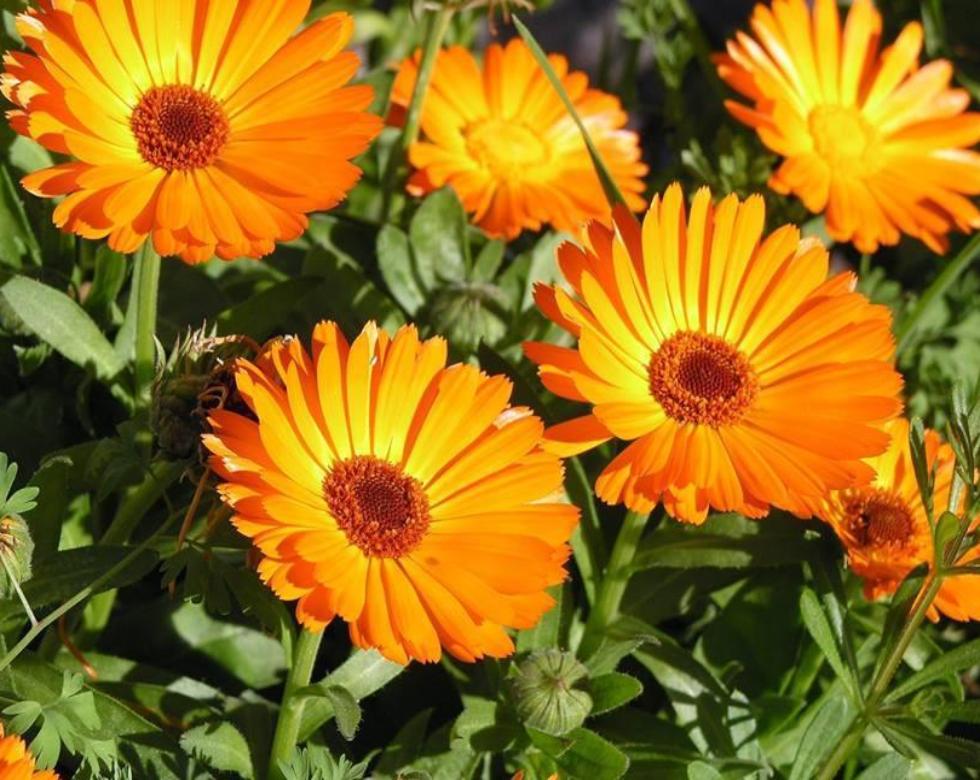 calendula marigold