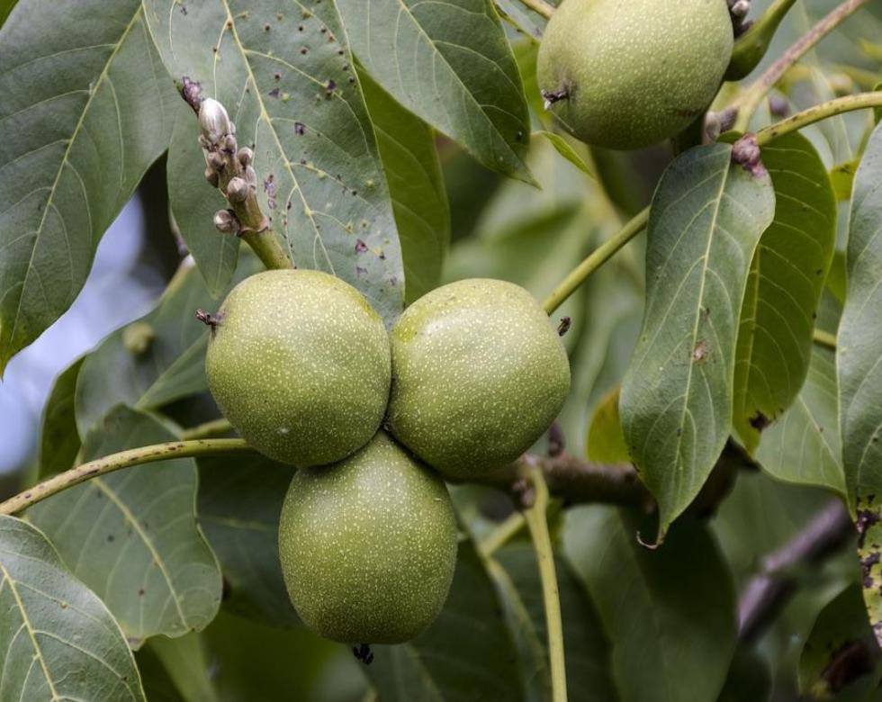 walnut tree leaf tea