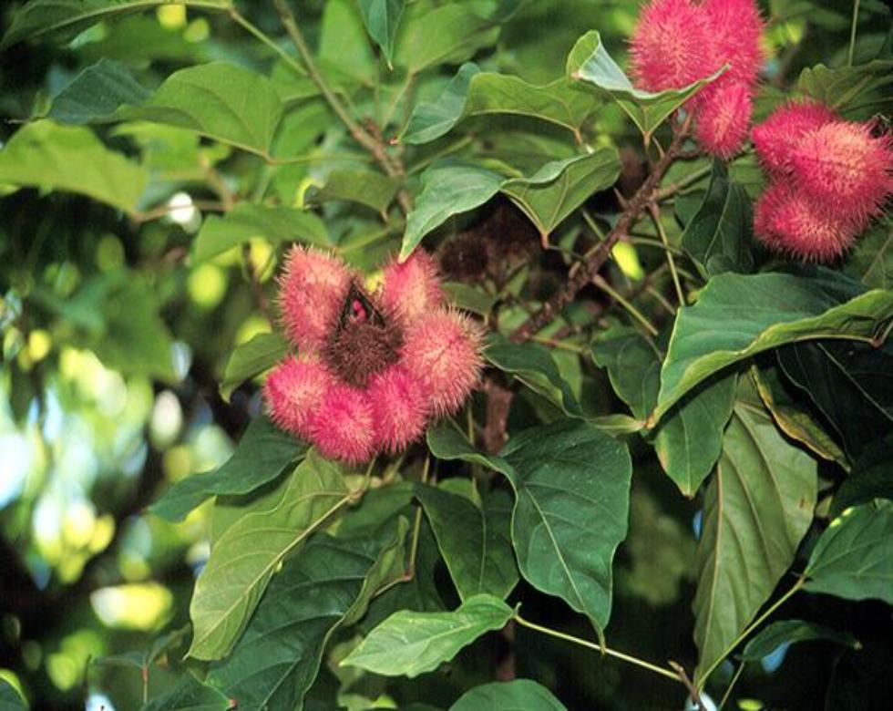 Annatto Leaf | Living Proof LLC – Living Proof L.L.C.