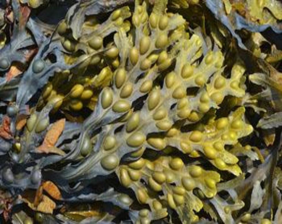 Bladderwrack | Living Proof LLC – Living Proof L.L.C.