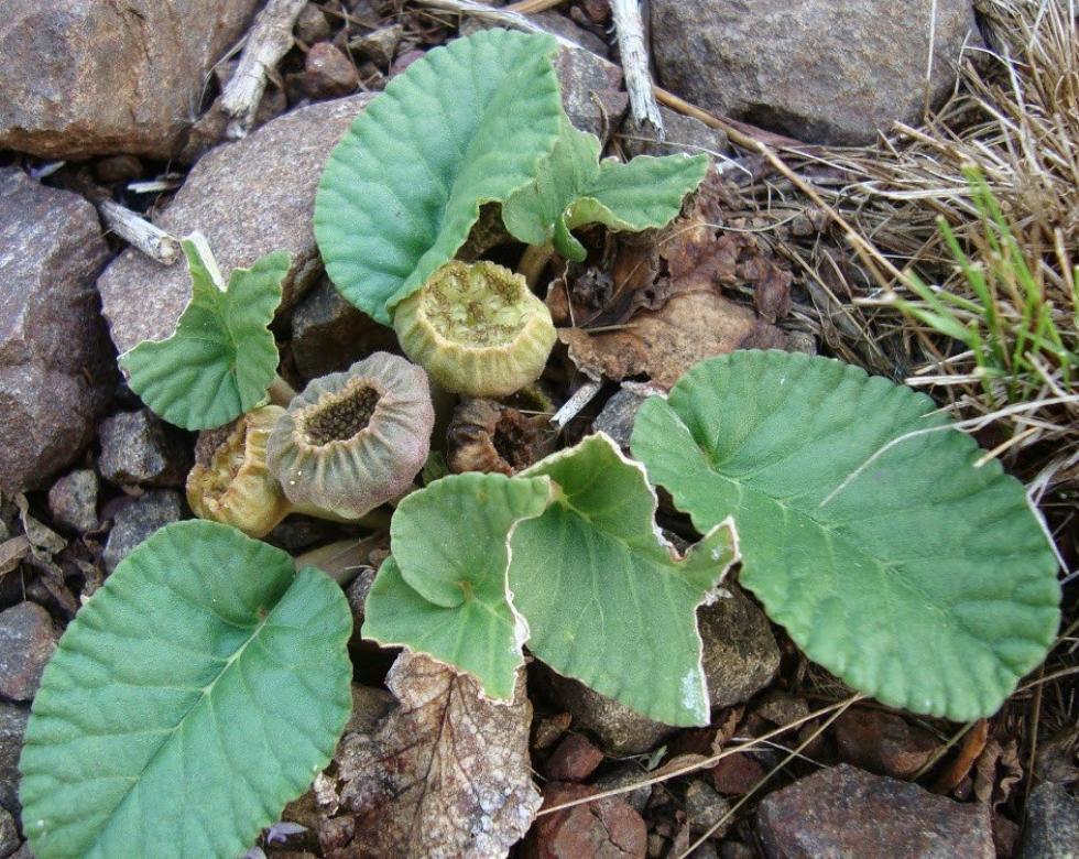 Carapia Root Tea | Living Proof LLC – Living Proof L.L.C.