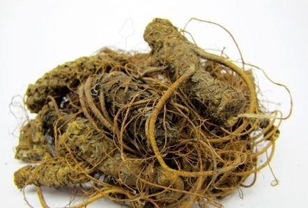 Carapia Root Tea | Living Proof LLC – Living Proof L.L.C.