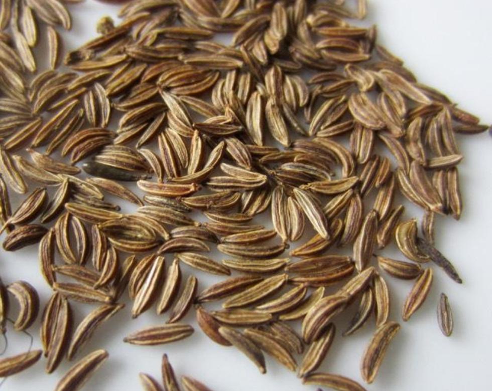 Caraway Seeds | Living Proof LLC – Living Proof L.L.C.