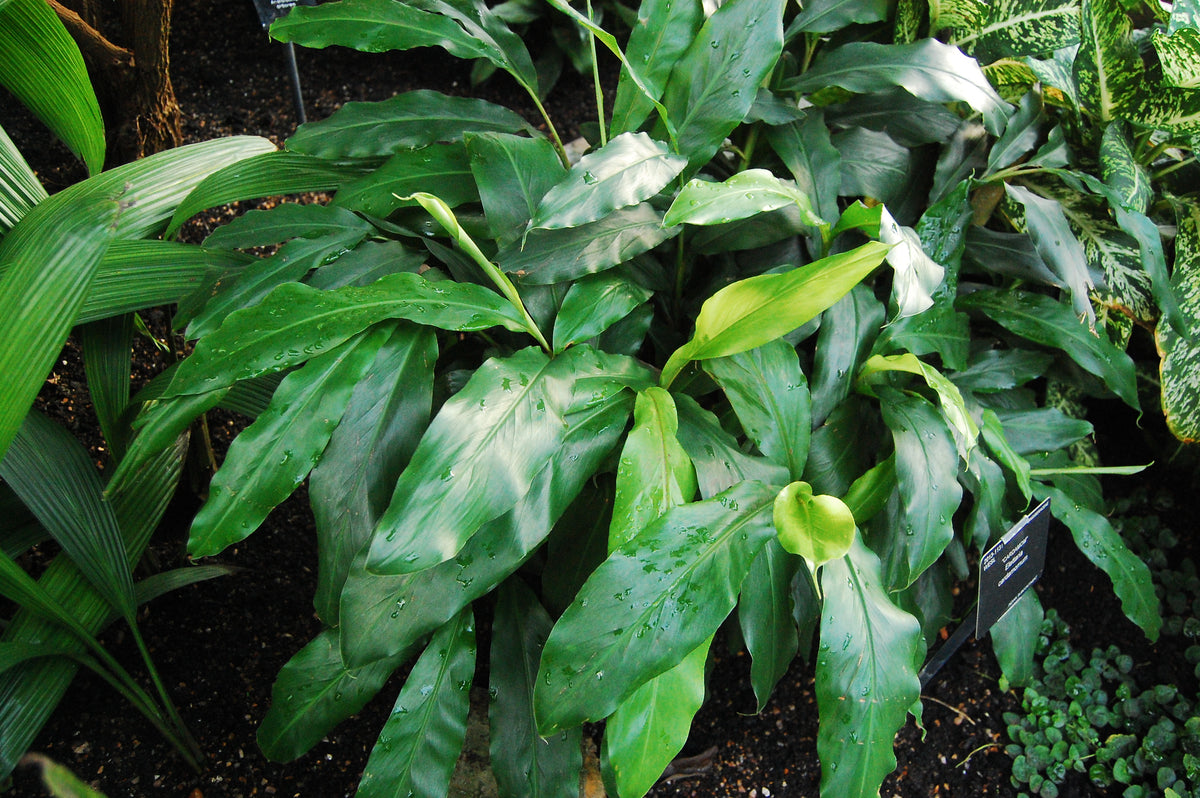 Cardamom Seeds Plant