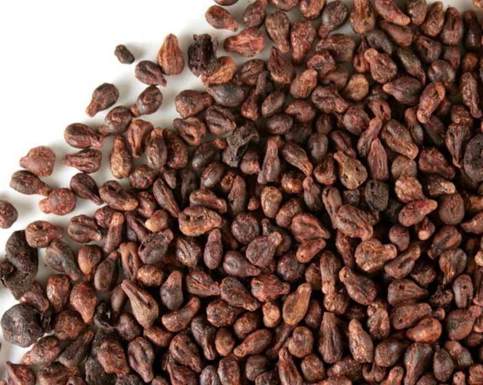 Grape Seeds Extract | Living Proof LLC – Living Proof L.L.C.