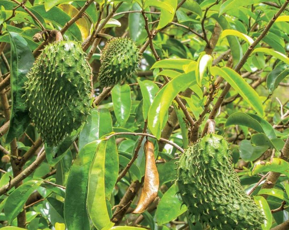 Soursop (Graviola) Leaf Tea | Living Proof LLC – Living Proof L.L.C.