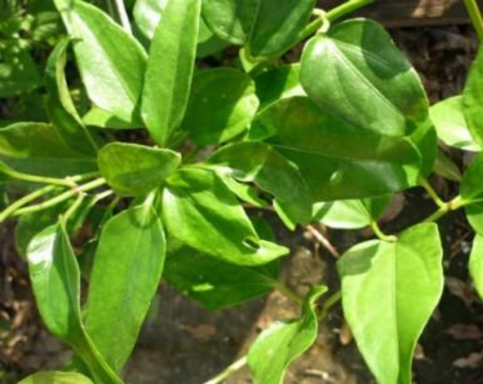 Guaco Leaf Tea | Living Proof LLC – Living Proof L.L.C.