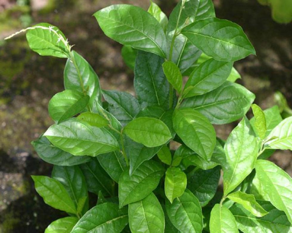 Guinea Hen Tea | Living Proof LLC – Living Proof L.L.C.