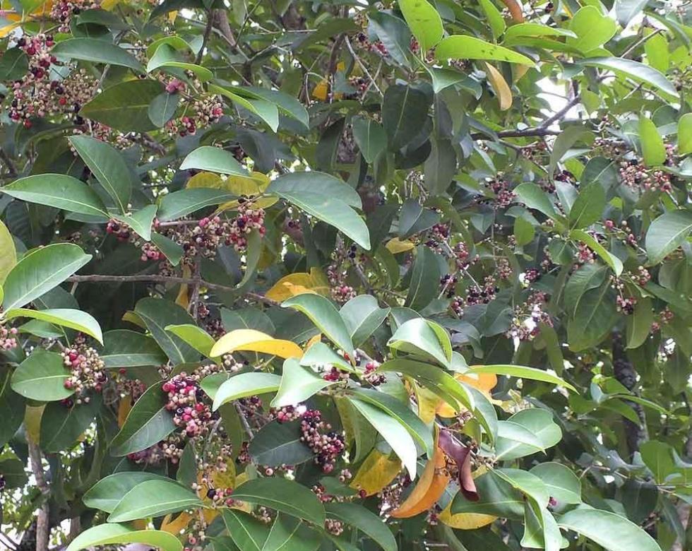 Jambolan Leaf Tea | Living Proof LLC – Living Proof L.L.C.