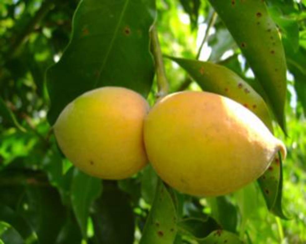 Pau Pereira - Geissospermum laevis Miers – Living Proof L.L.C.