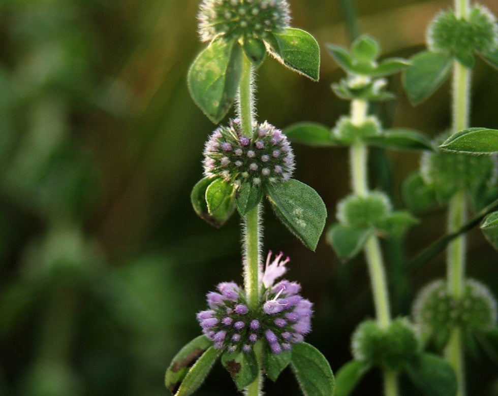Pennyroyal Tea | Living Proof LLC – Living Proof L.L.C.