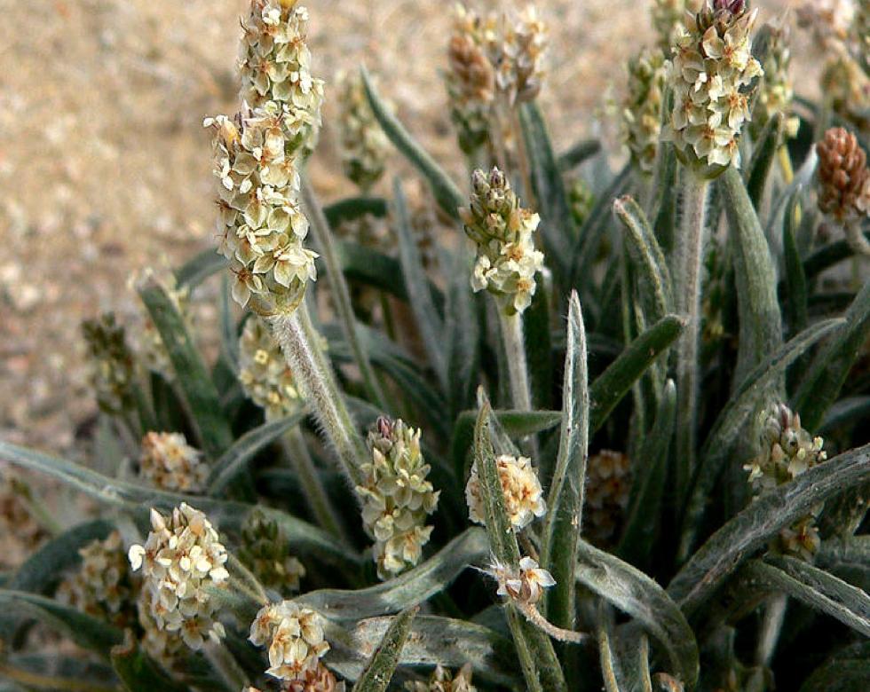 Psyllium Husk Plant
