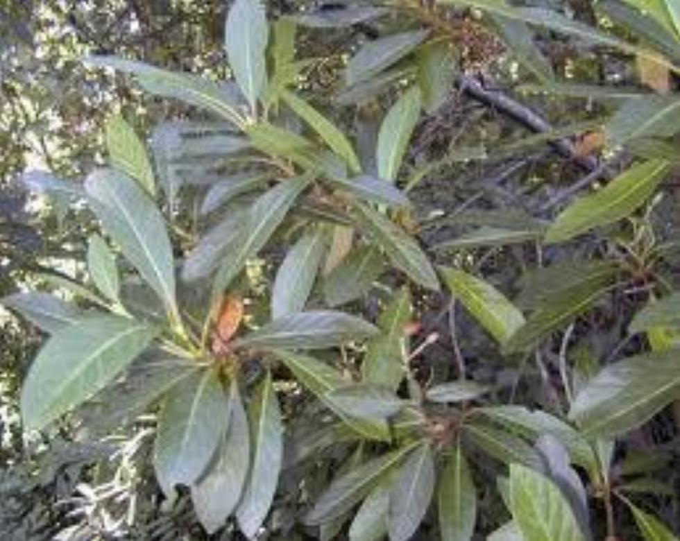 Red Cinchona Bark | Living Proof LLC – Living Proof L.L.C.